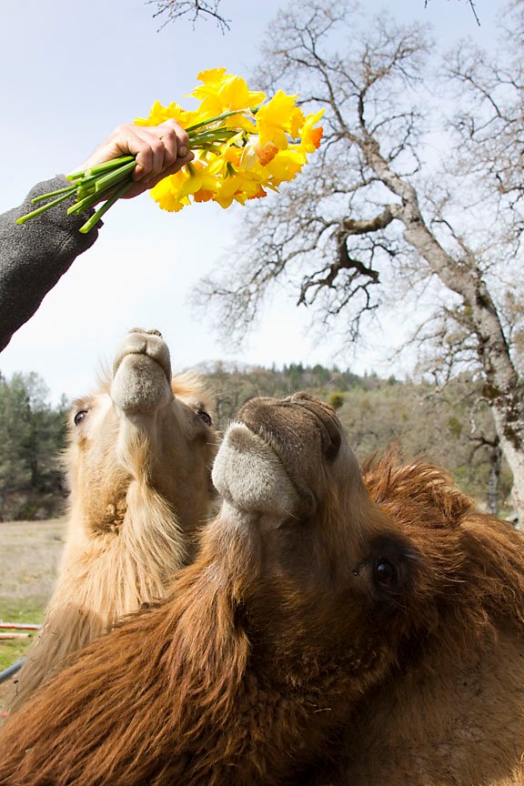 Camels and Humans – Doing it Well | Envisioning Fearing No More